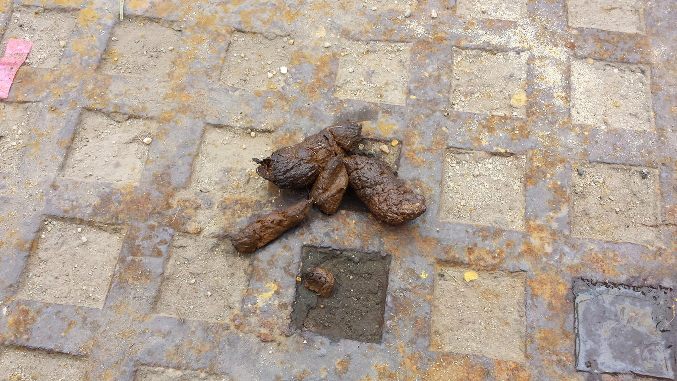 Căcatul de primăvară